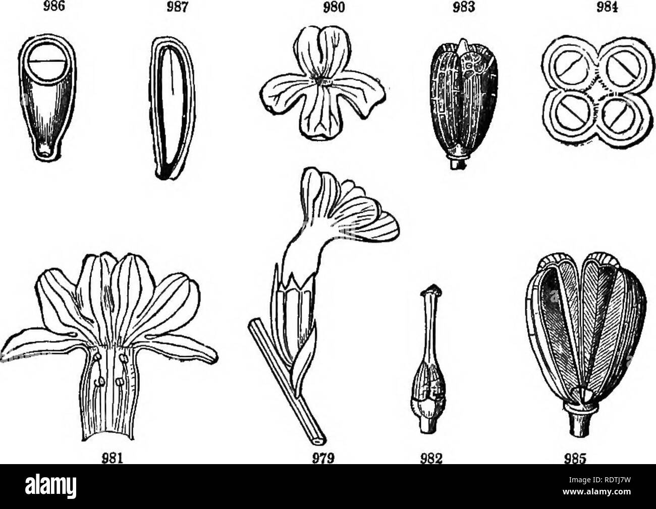 . Introduction to structural and systematic botany, and vegetable ...