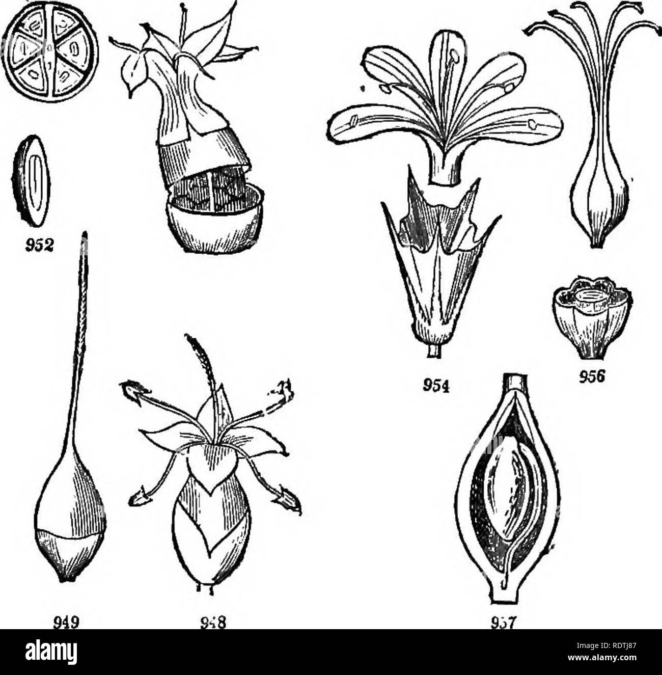 Tubular shaped leaves Cut Out Stock Images & Pictures - Alamy