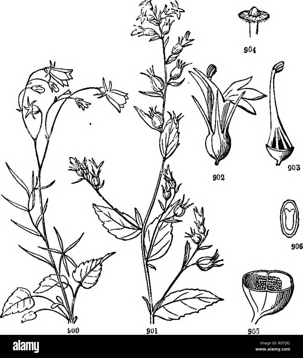 Shrubby lobelia Black and White Stock Photos & Images - Alamy