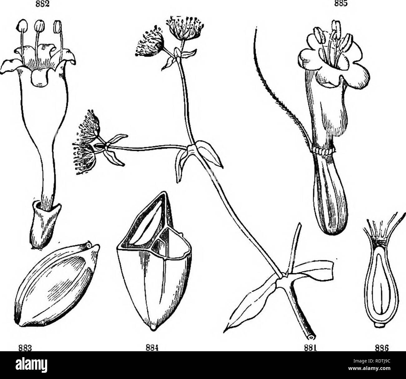 . Introduction to structural and systematic botany, and vegetable ...