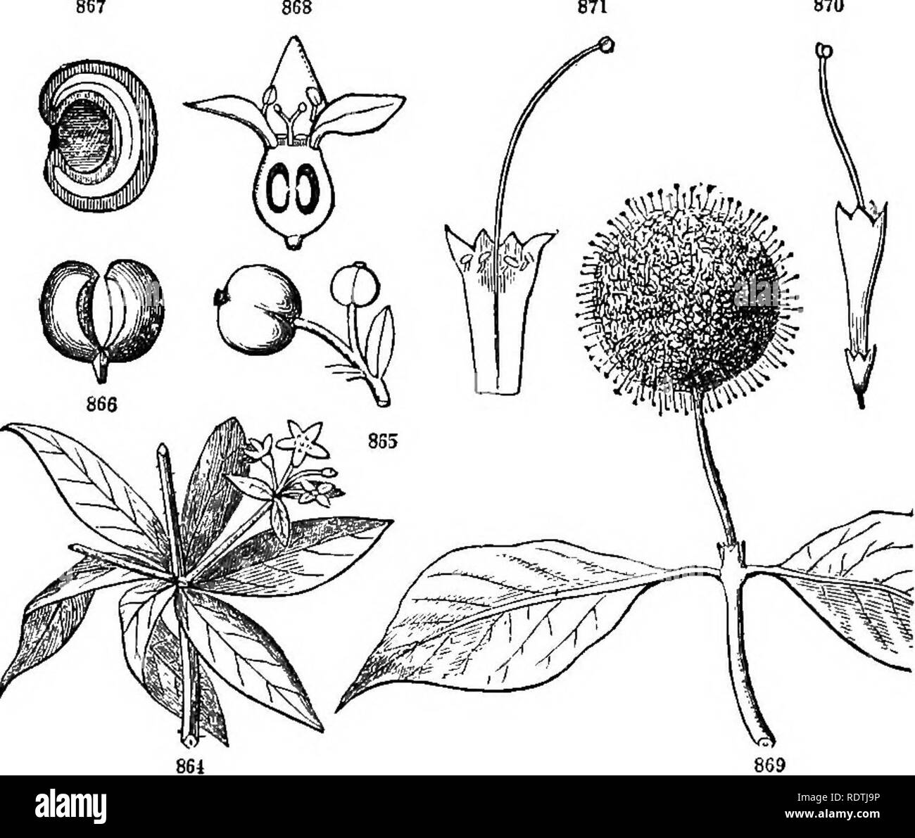 Suborders Cut Out Stock Images & Pictures - Alamy