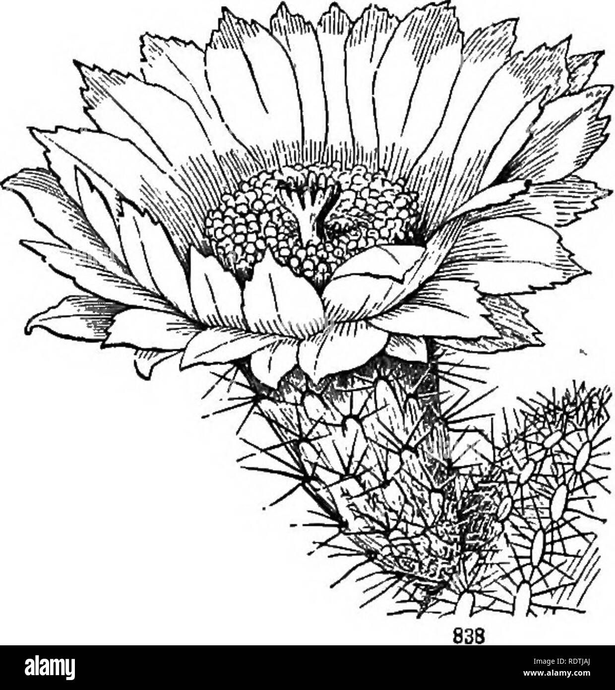 . Introduction to structural and systematic botany, and vegetable ...