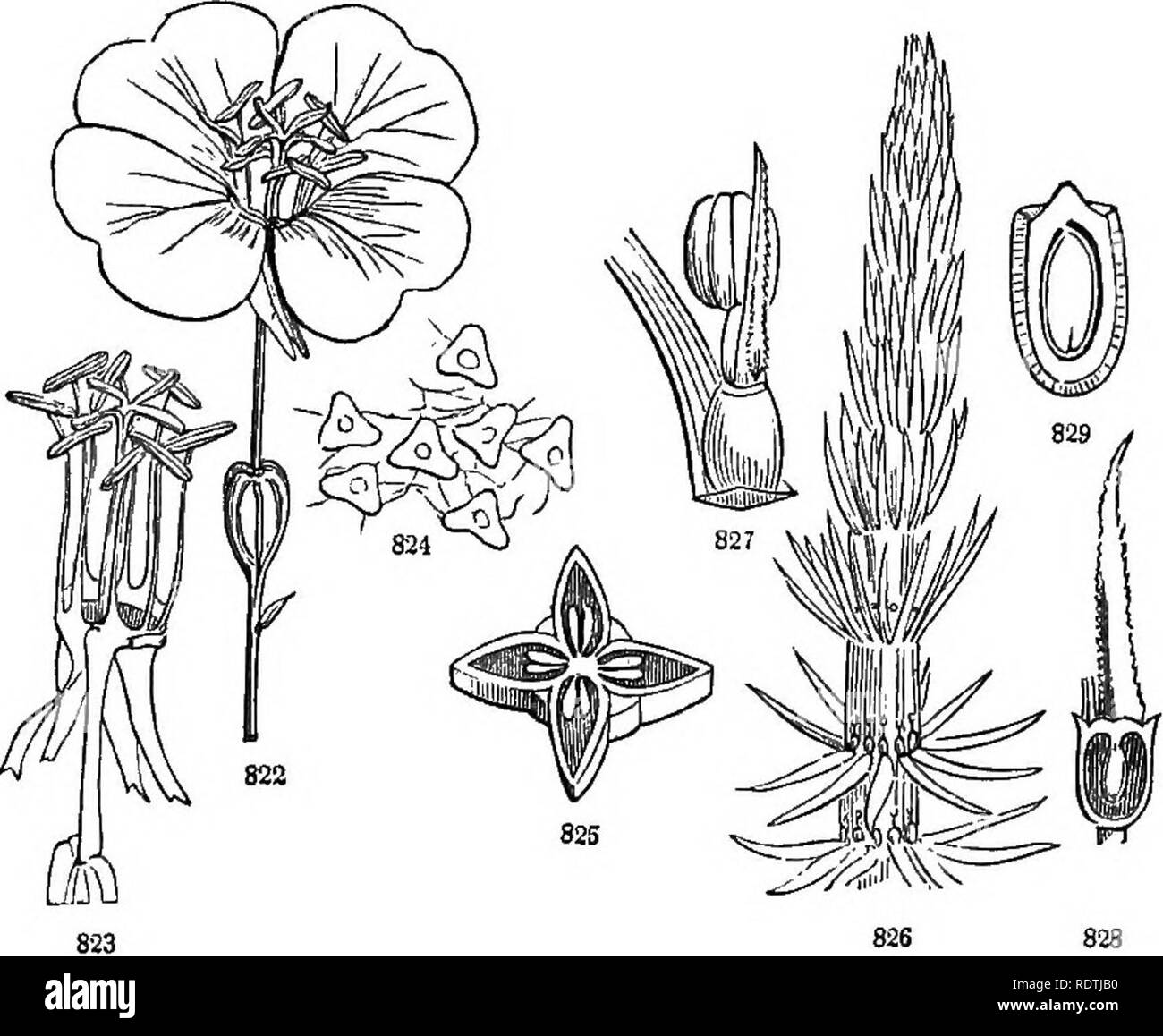 . Introduction to structural and systematic botany, and vegetable ...