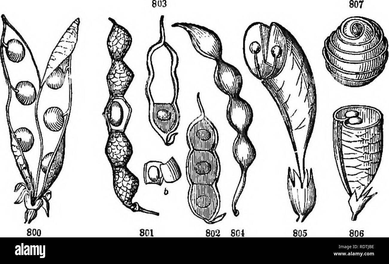 Five divided petals hi-res stock photography and images - Alamy