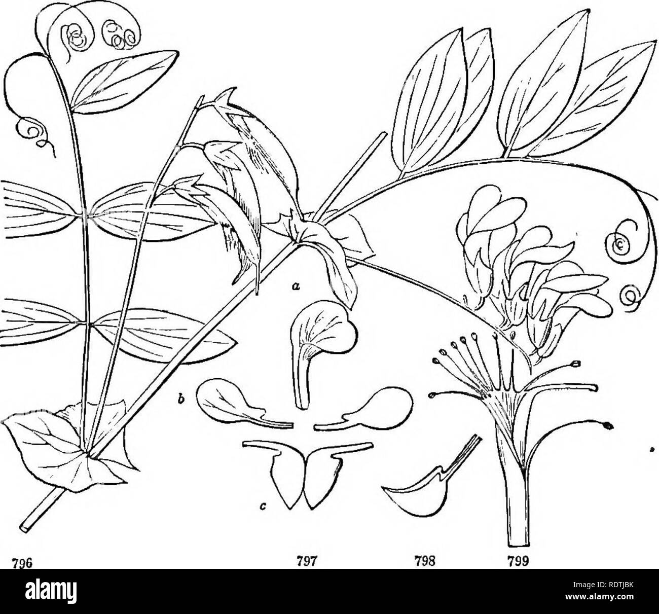 . Introduction to structural and systematic botany, and vegetable ...