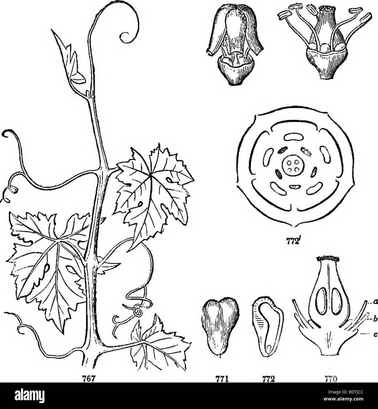 Bdellium Black and White Stock Photos & Images - Alamy