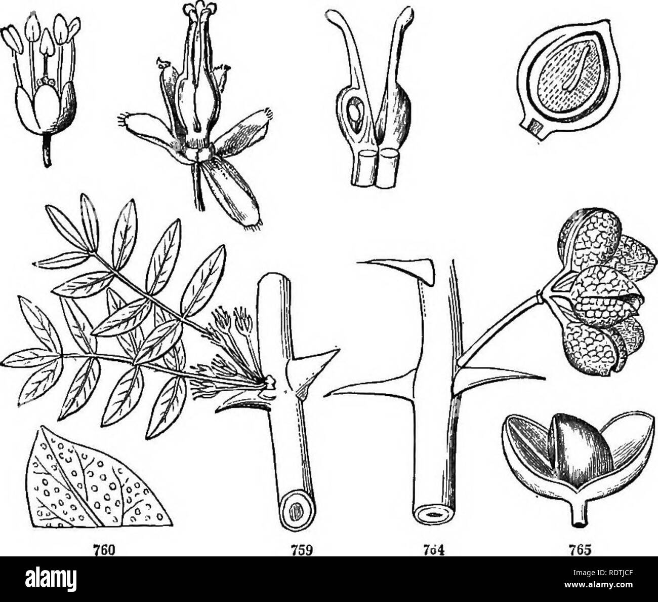 . Introduction to structural and systematic botany, and vegetable ...