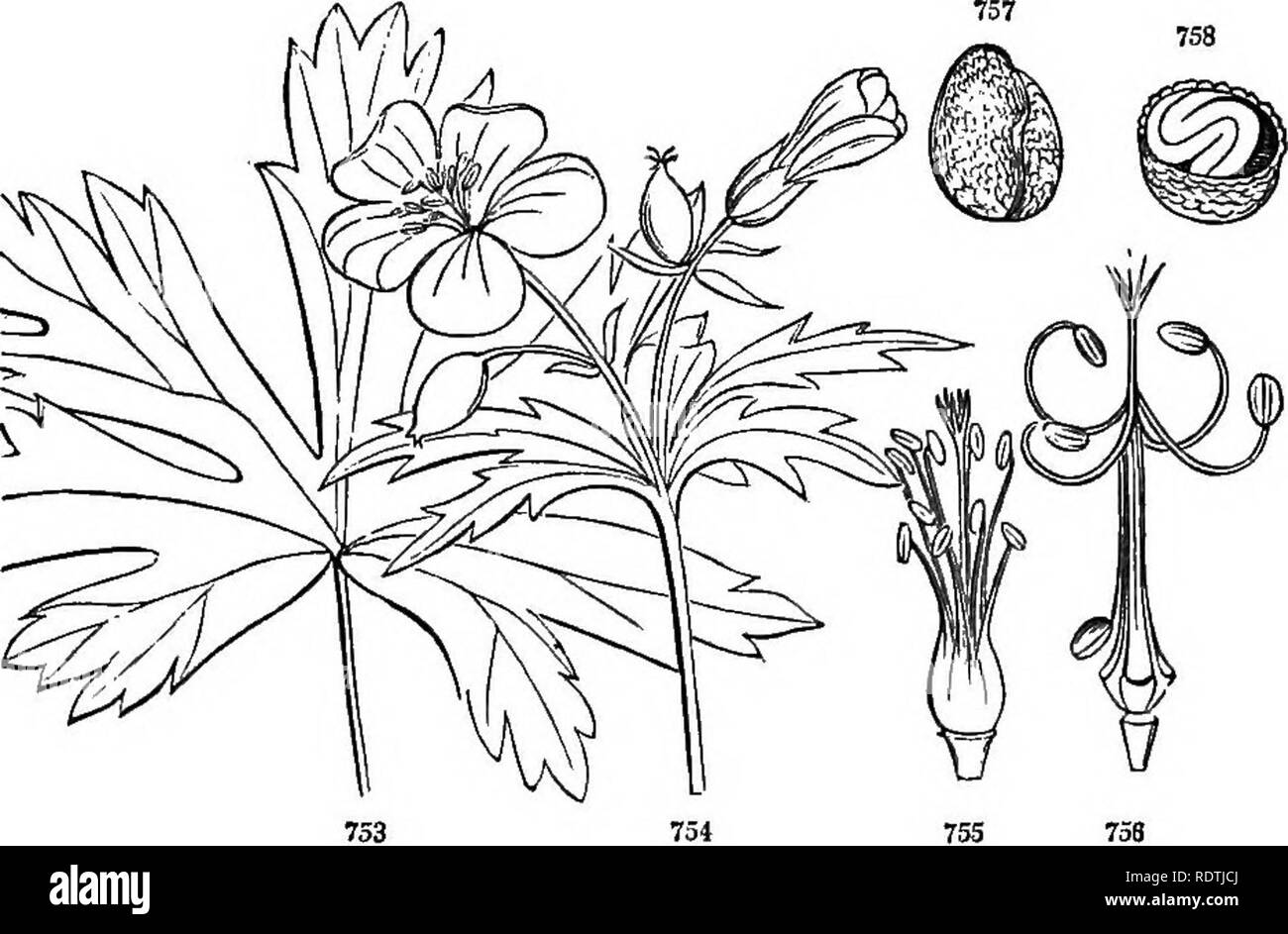 Convolute petals hi-res stock photography and images - Alamy