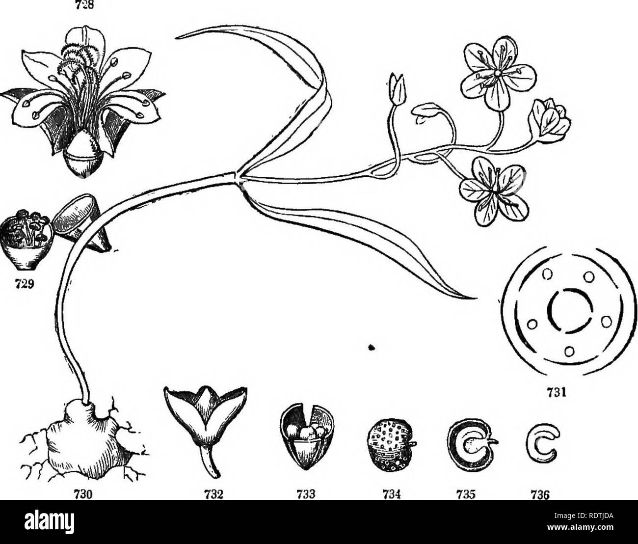 . Introduction to structural and systematic botany, and vegetable ...