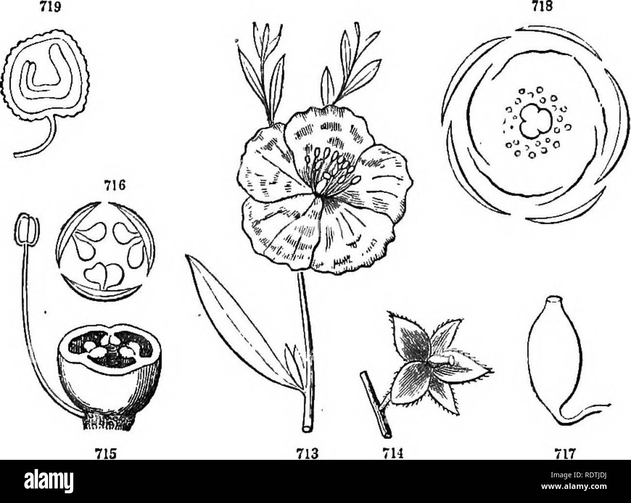 . Introduction to structural and systematic botany, and vegetable ...