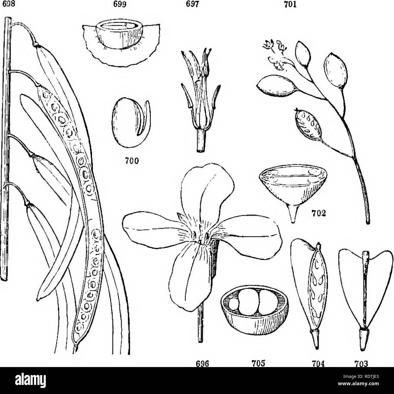 . Introduction to structural and systematic botany, and vegetable ...