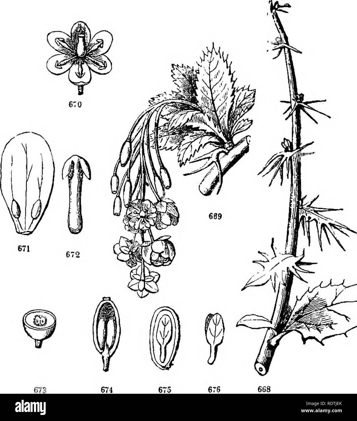 Indicus cocculus hi-res stock photography and images - Alamy