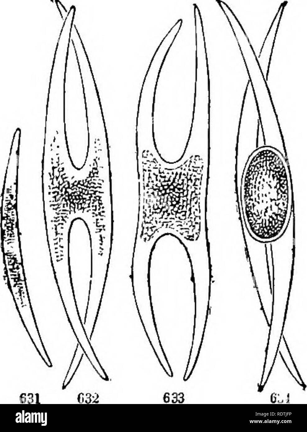 Single cell division reproduction Black and White Stock Photos & Images ...