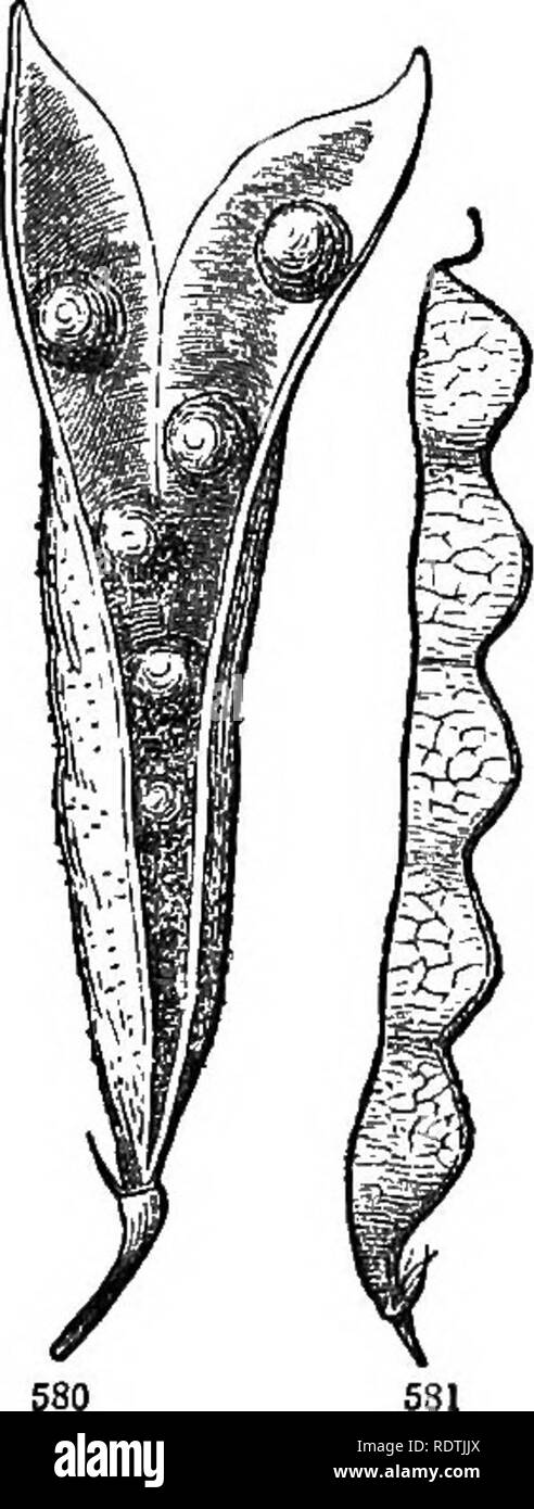 . Introduction to structural and systematic botany, and vegetable ...