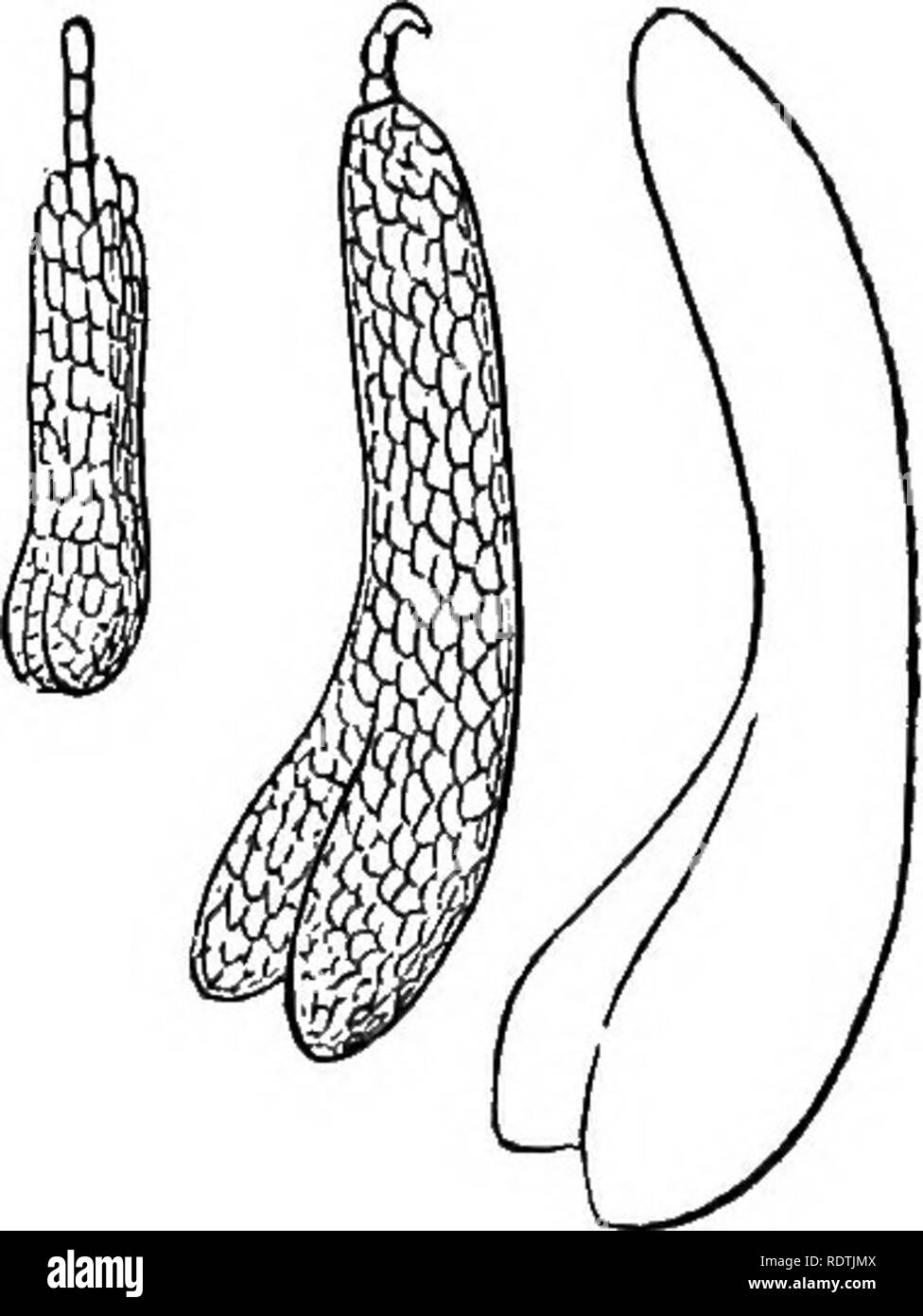 . Introduction to structural and systematic botany, and vegetable ...