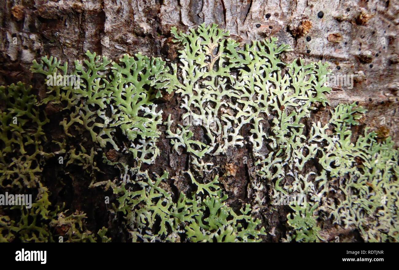 Anzia entingiana by Peter de Lange Stock Photo - Alamy