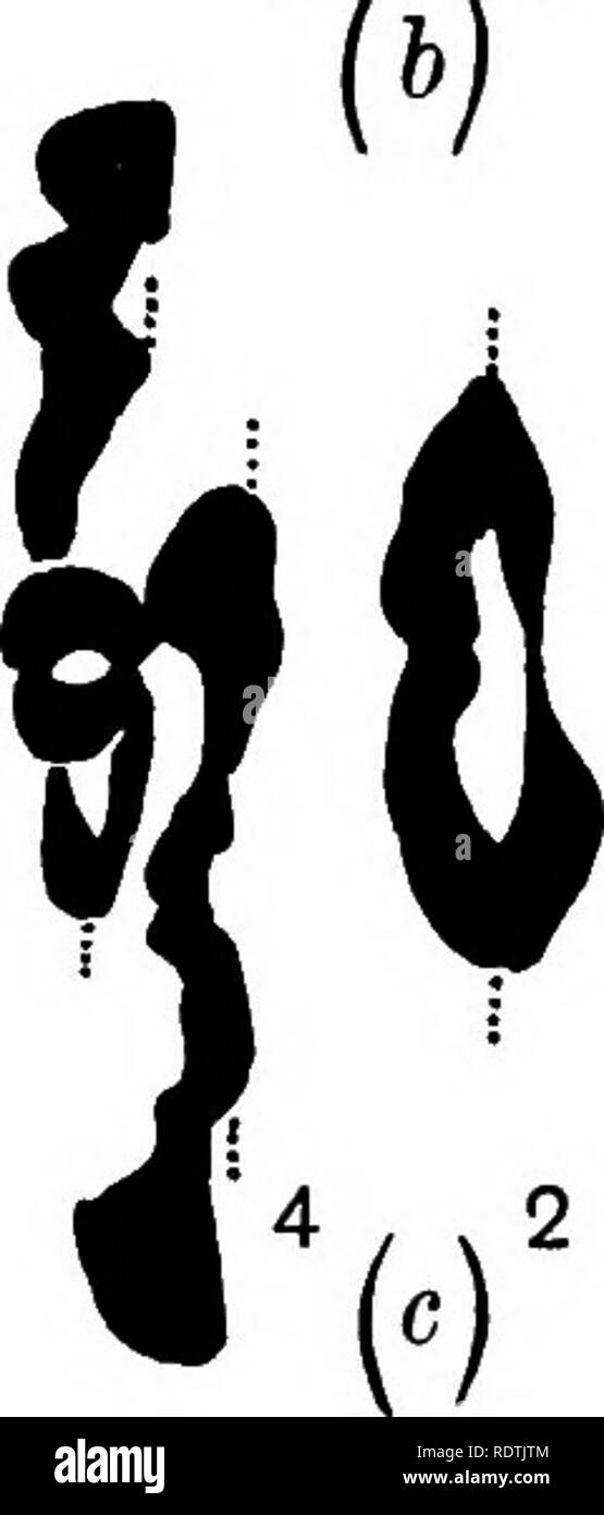 Chiasmata Black and White Stock Photos & Images - Alamy