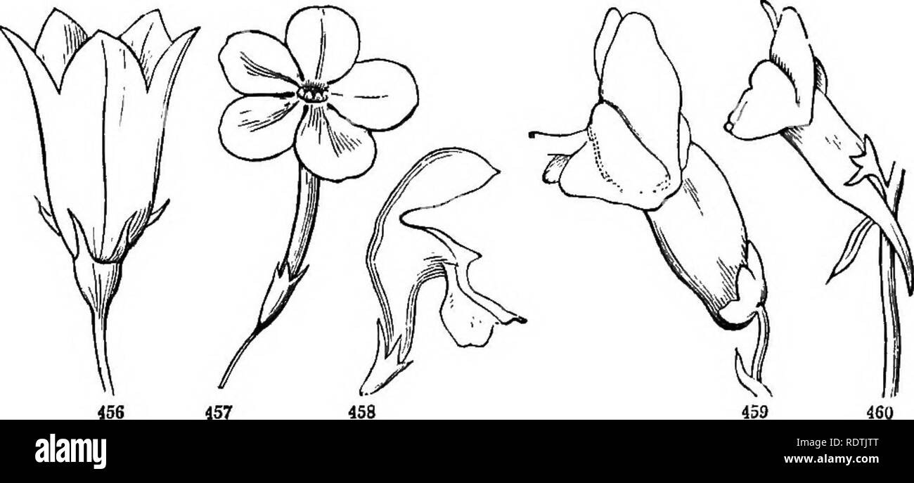 Cross shaped flowers Black and White Stock Photos & Images - Alamy