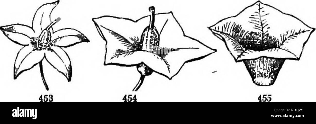 Tube shaped flowers Black and White Stock Photos & Images - Alamy