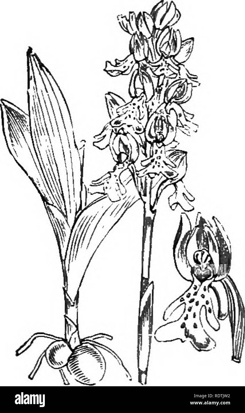 . Illustrations of the British flora: a series of wood engravings, with ...