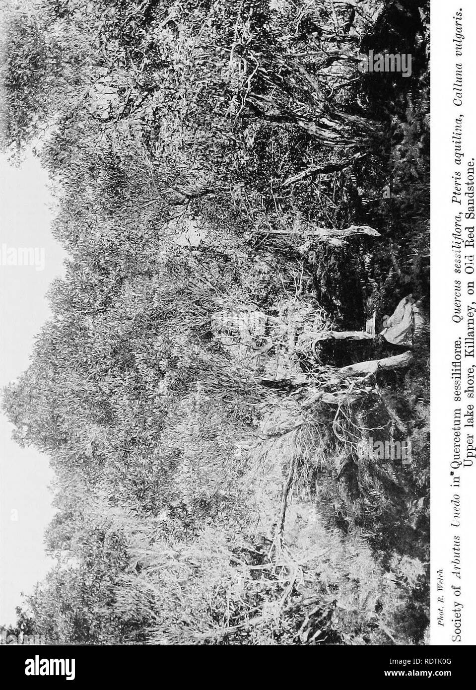 Arthur g tansley hi-res stock photography and images - Alamy