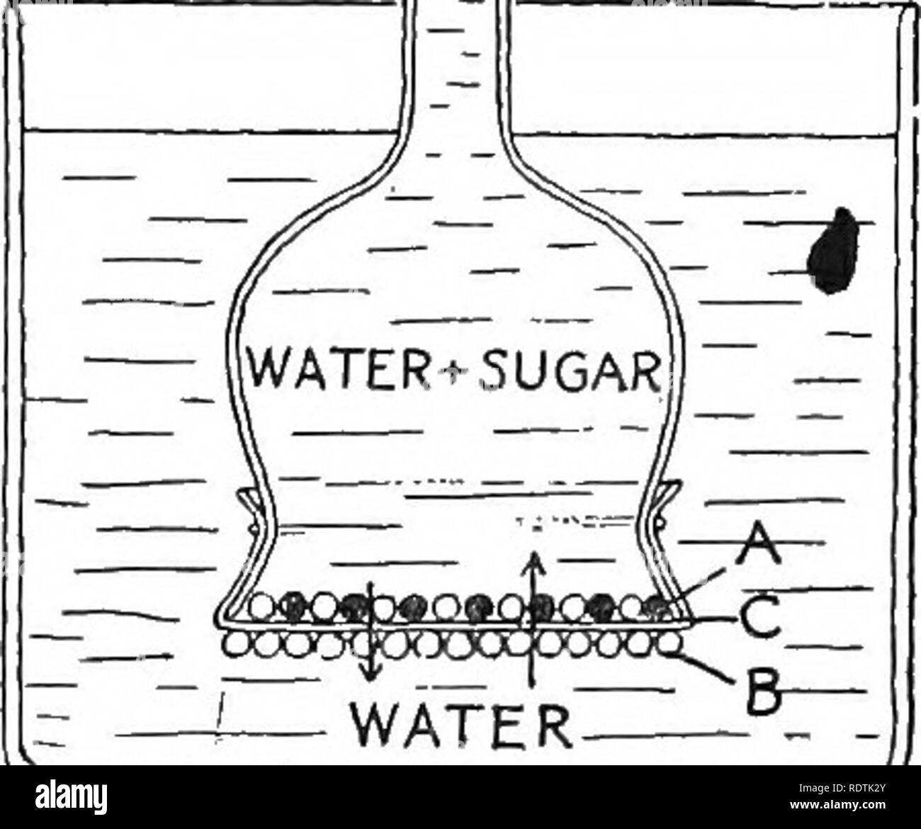Sugar molecule diagram Black and White Stock Photos & Images - Alamy