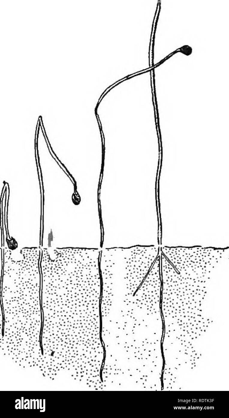 Adventitious root system hi-res stock photography and images - Alamy