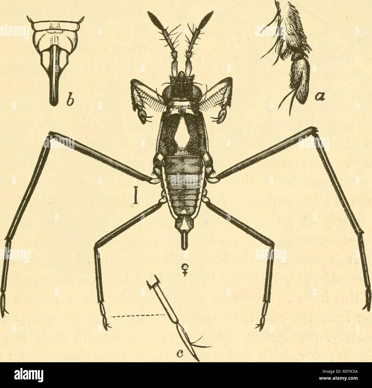 Water Strider Drawing