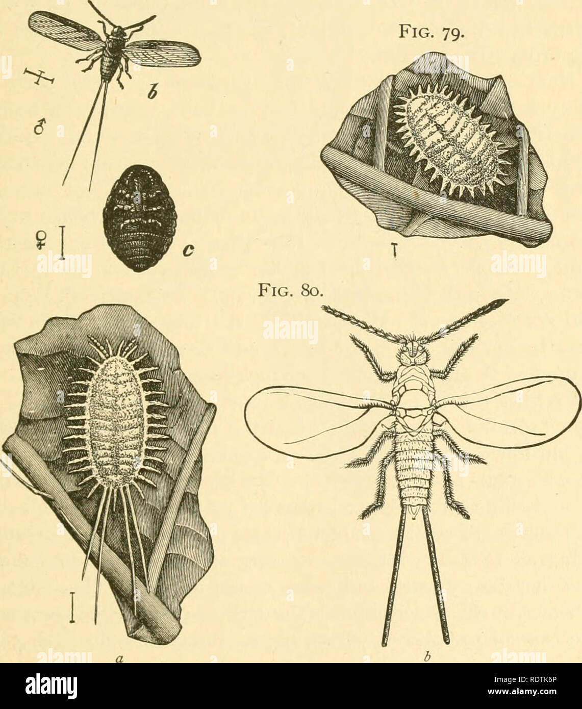. Economic entomology for the farmer and fruit-grower. Beneficial ...