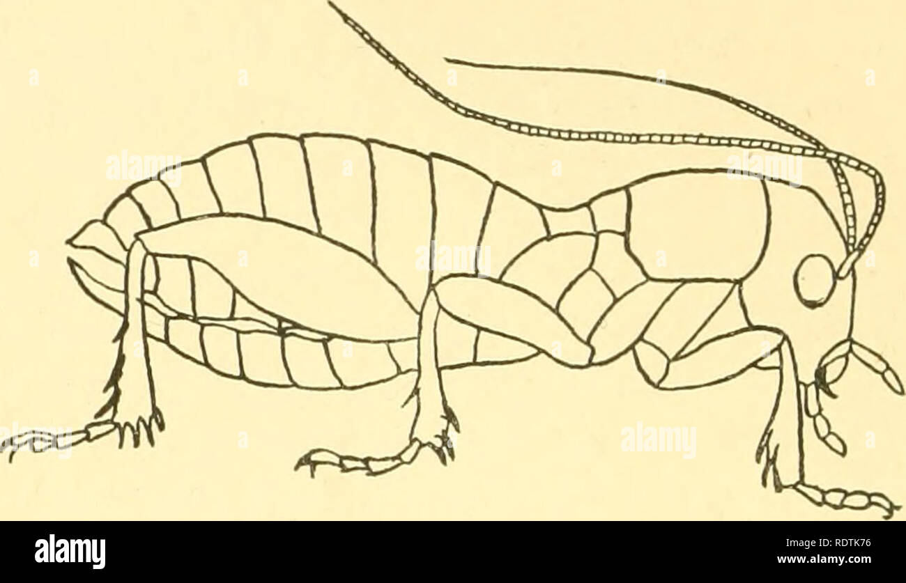 . Economic entomology for the farmer and fruit-grower. Beneficial ...