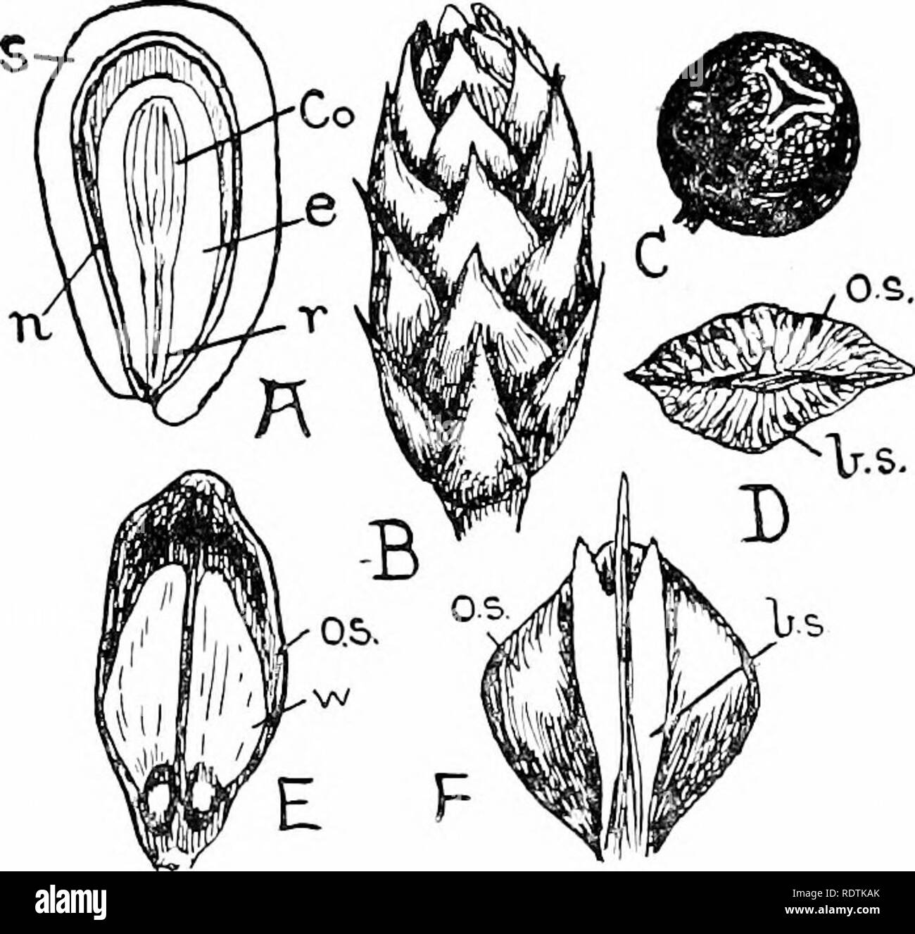 Epigeal germination Black and White Stock Photos & Images - Alamy