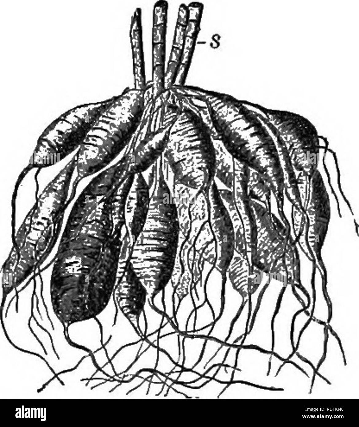 Tuberous Roots Of Dahlia