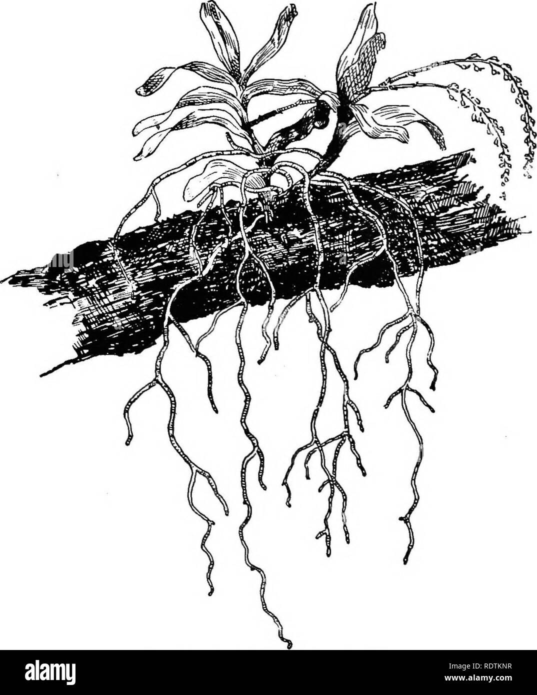. Elements of botany. Botany; Botany. ROOTS. 27 In the Indian corn ...