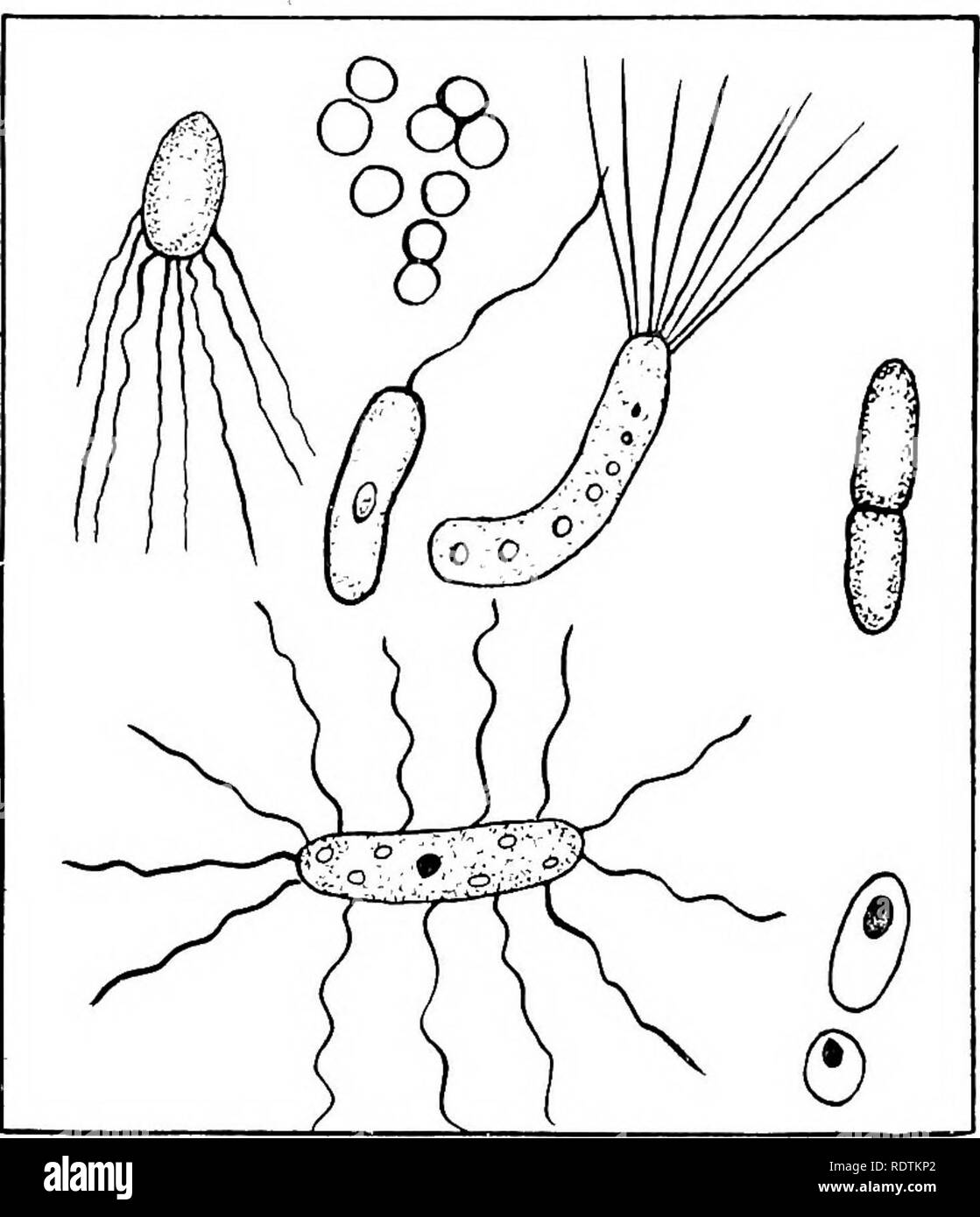 Archaebacteria Drawing