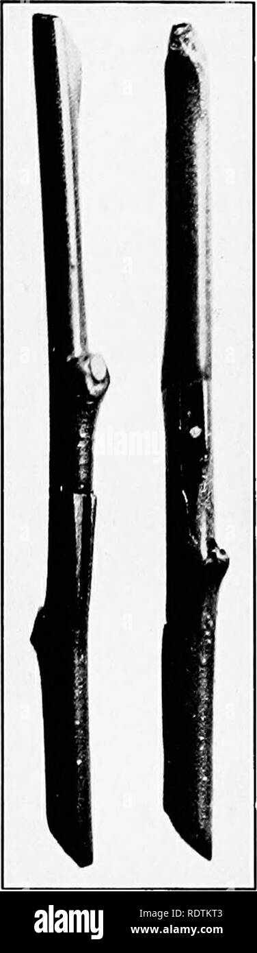 Shield budding Black and White Stock Photos & Images - Alamy