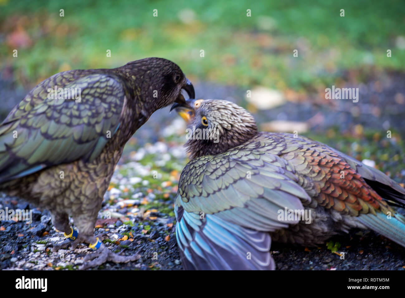 Kea parrot baby hi-res stock photography and images - Alamy