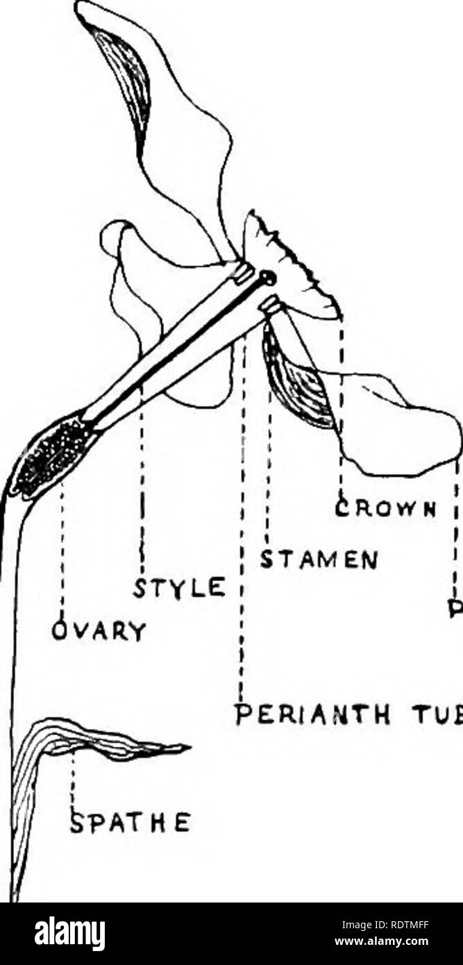 Perianth tube Black and White Stock Photos & Images - Alamy