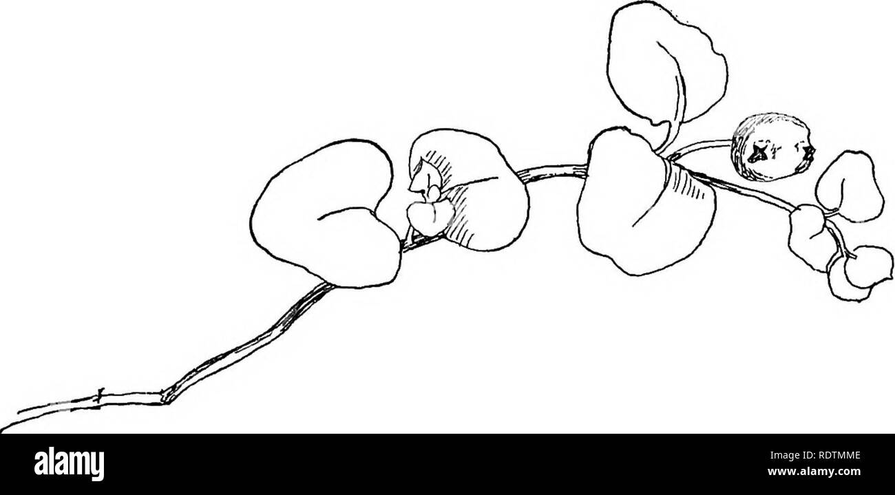 Mitchella Repens High Resolution Stock Photography and Images - Alamy