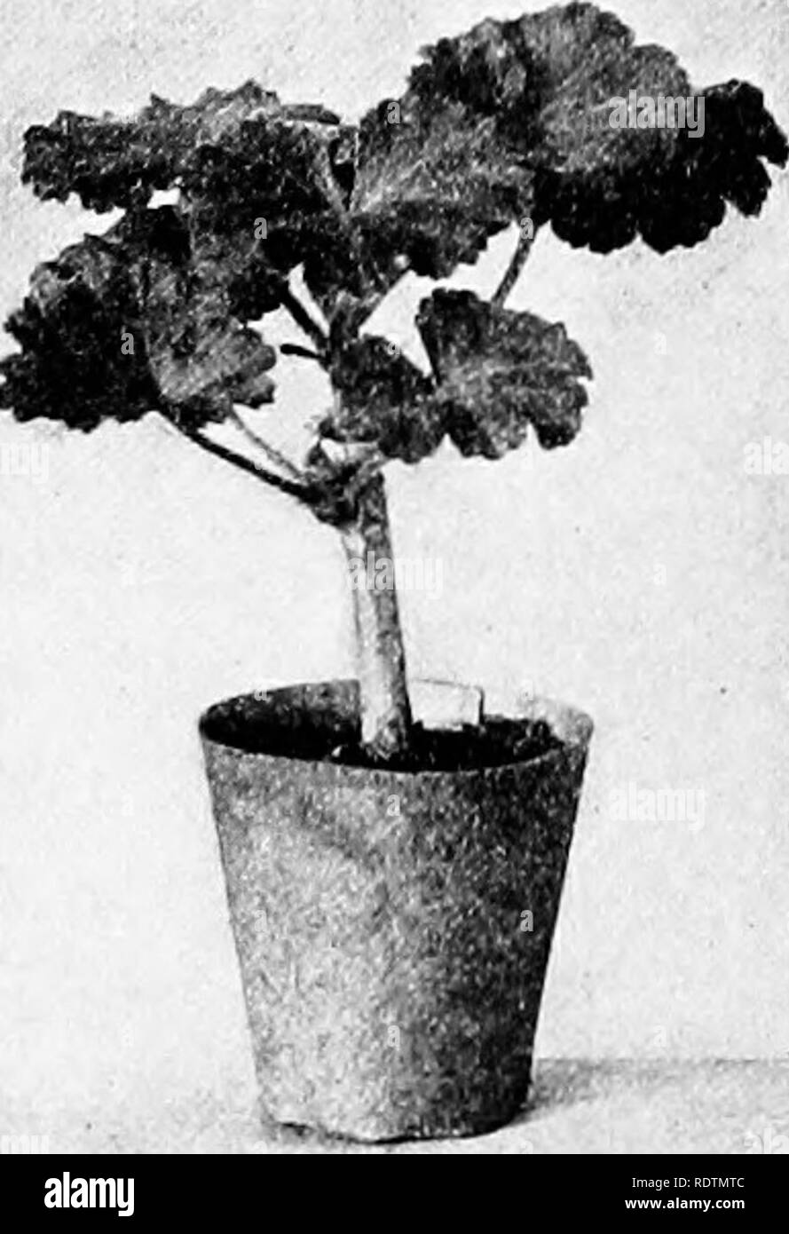 Geranium hardy perennial Black and White Stock Photos & Images - Alamy