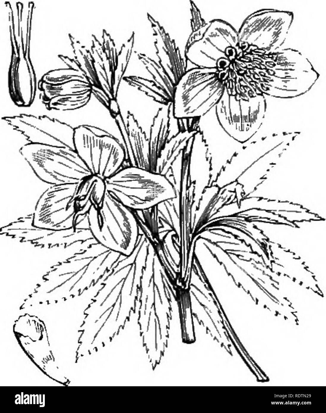 marsh plants coloring pages