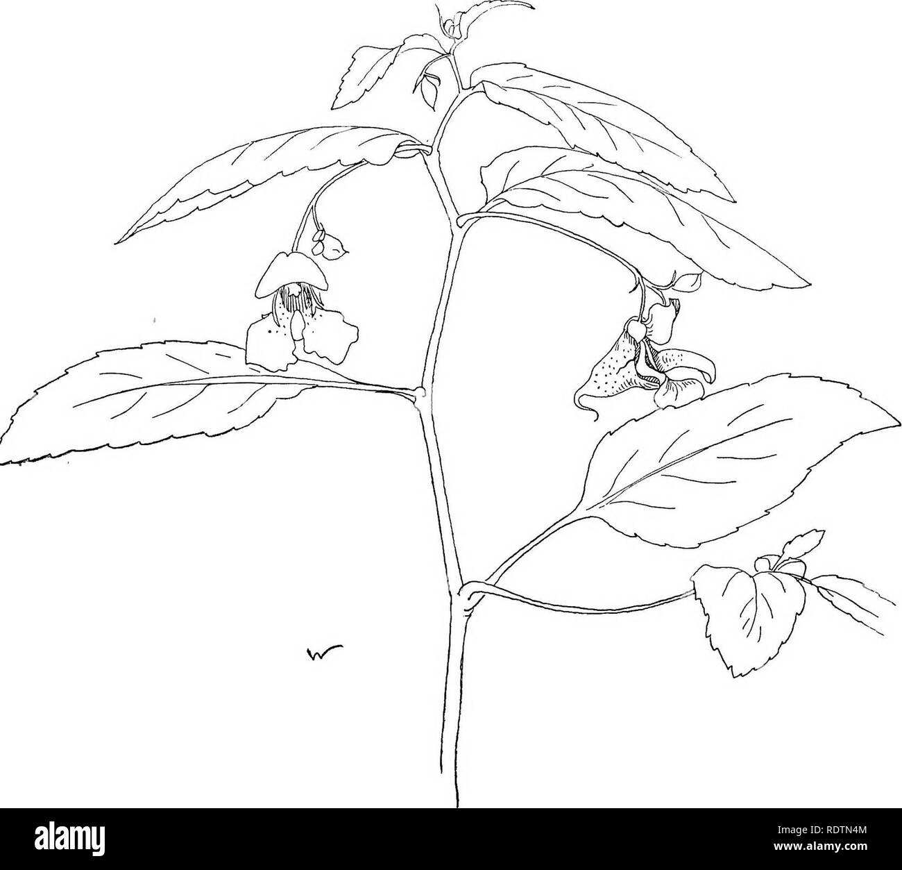 Common jewel weed Black and White Stock Photos & Images - Alamy