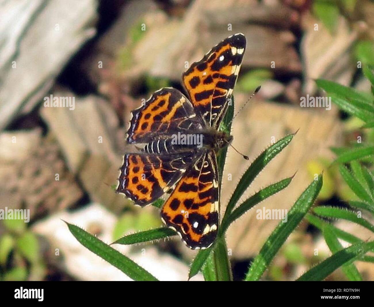 Araschnia levana (Nymphalidae sp.) Elst (Gld) the Netherlands - 2 Stock ...