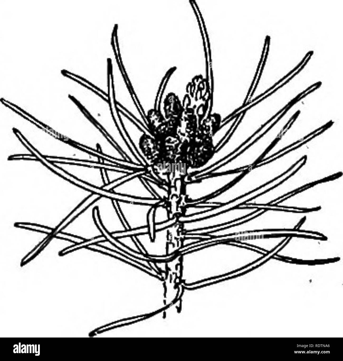 Curved awl Cut Out Stock Images & Pictures - Alamy