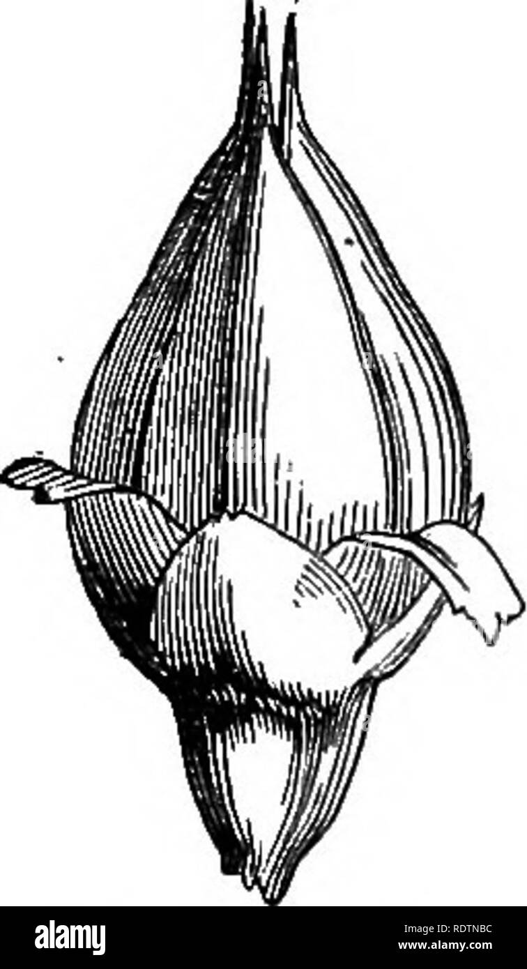 . A general system of botany, descriptive and analytical. In two parts ...