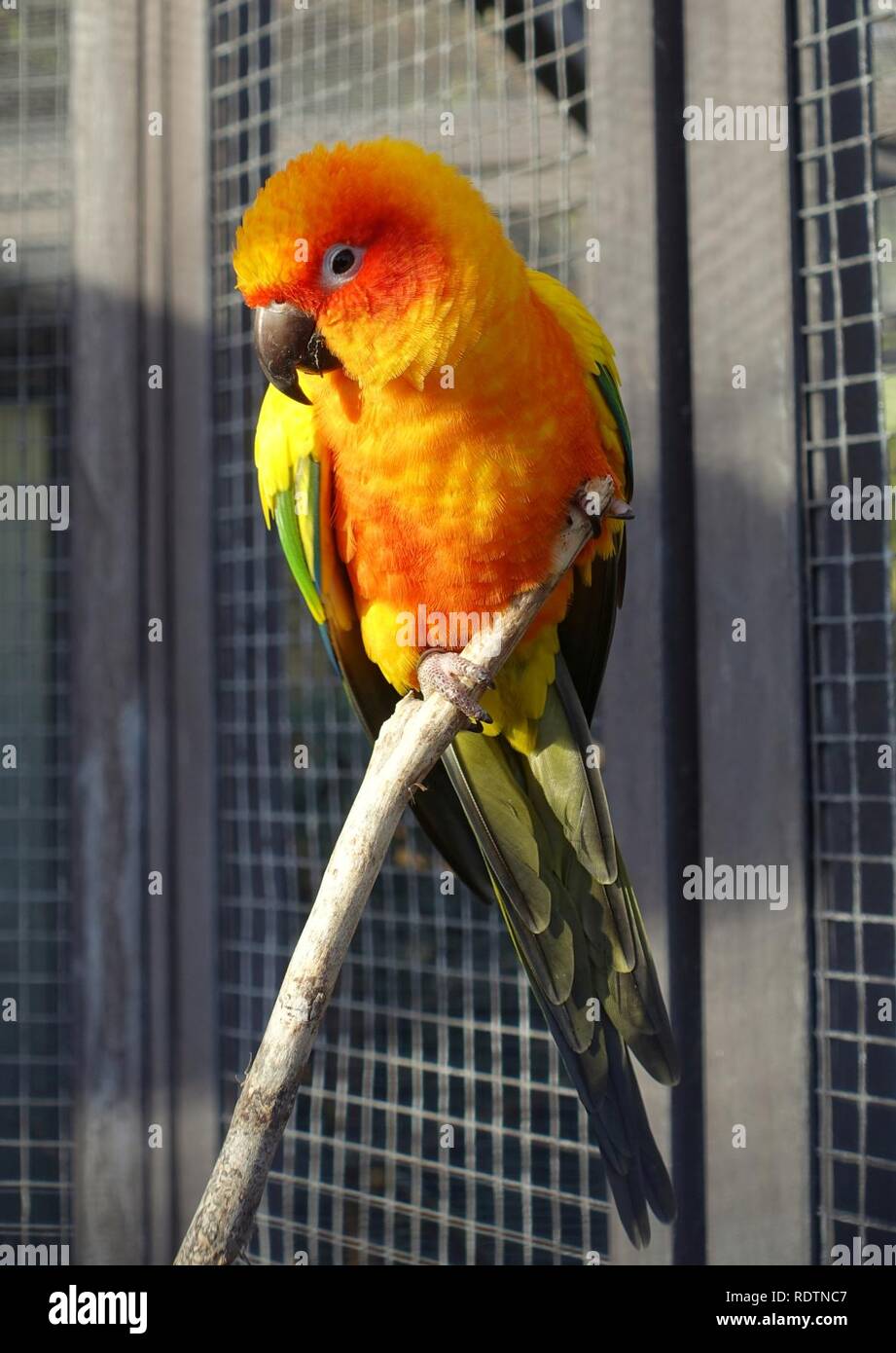 Aratinga solstitialis - Wilhelma Zoo - Stuttgart, Germany Stock Photo ...