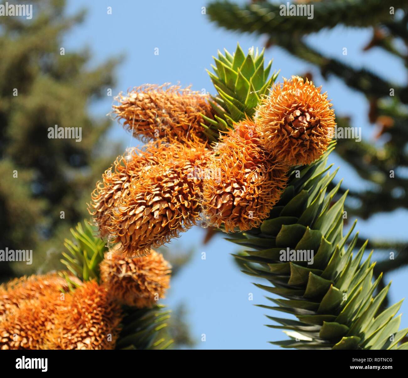 Araucaria araucana cones hi-res stock photography and images - Alamy