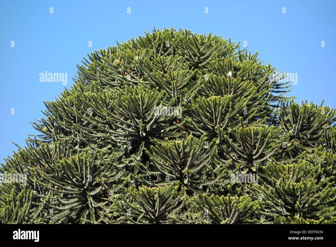 Araucaria bidwillii hi-res stock photography and images - Alamy
