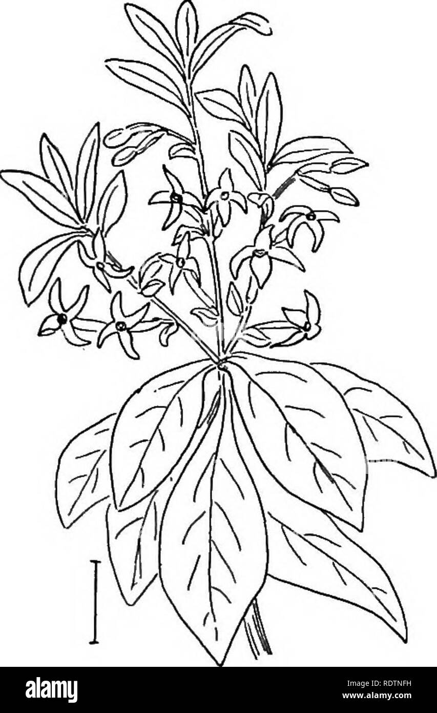 Pontic daphne Black and White Stock Photos & Images - Alamy