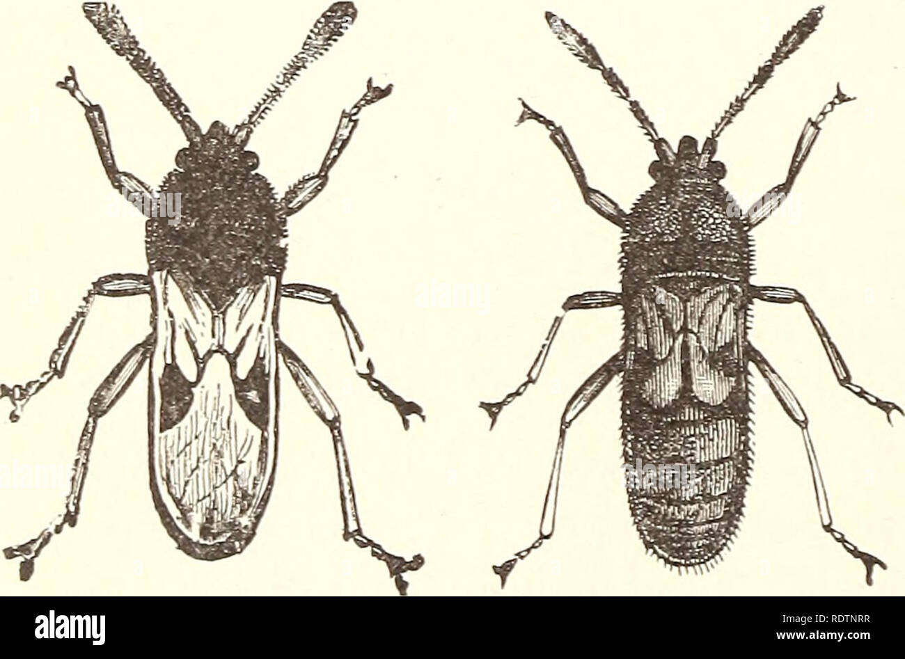 . Economic entomology for the farmer... Dysdercus siiturellus.—a, pupa ...