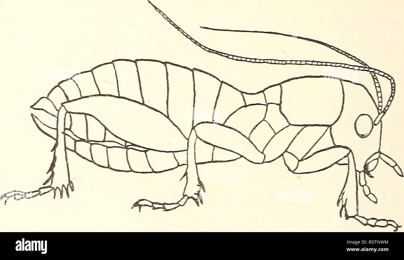 . Economic entomology for the farmer... 98 AJV ECONOMIC ENTOMOLOGY ...